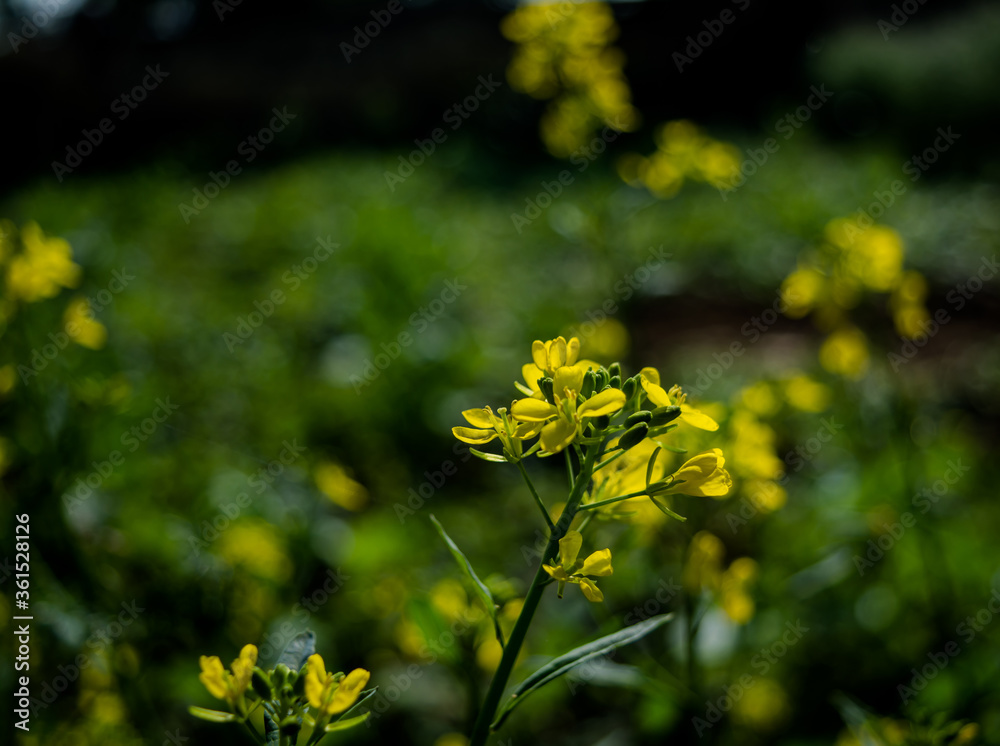 The mustard flower or plant is a plant species in the genera Brassica ...