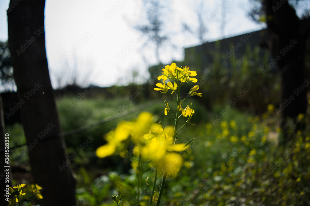 The mustard flower or plant is a plant species in the genera Brassica ...