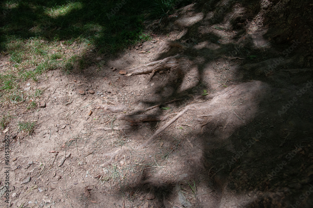 The shadow of the leaves on the ground. Tree roots peeping out of the ...