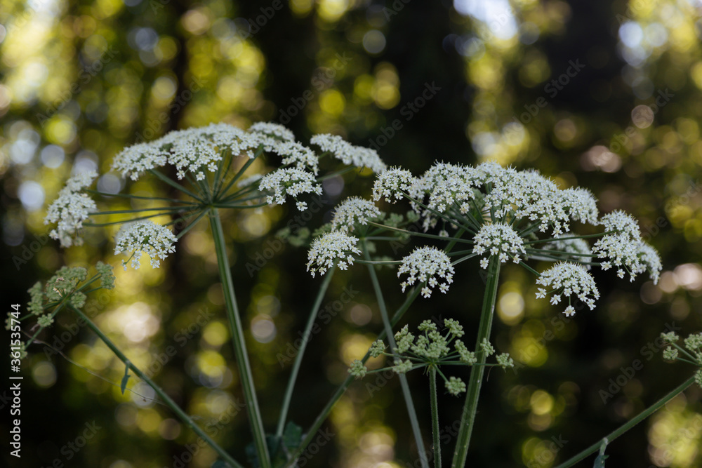 water hemlock wildflower in green background.Cowbane, Cicuta, virosa ...