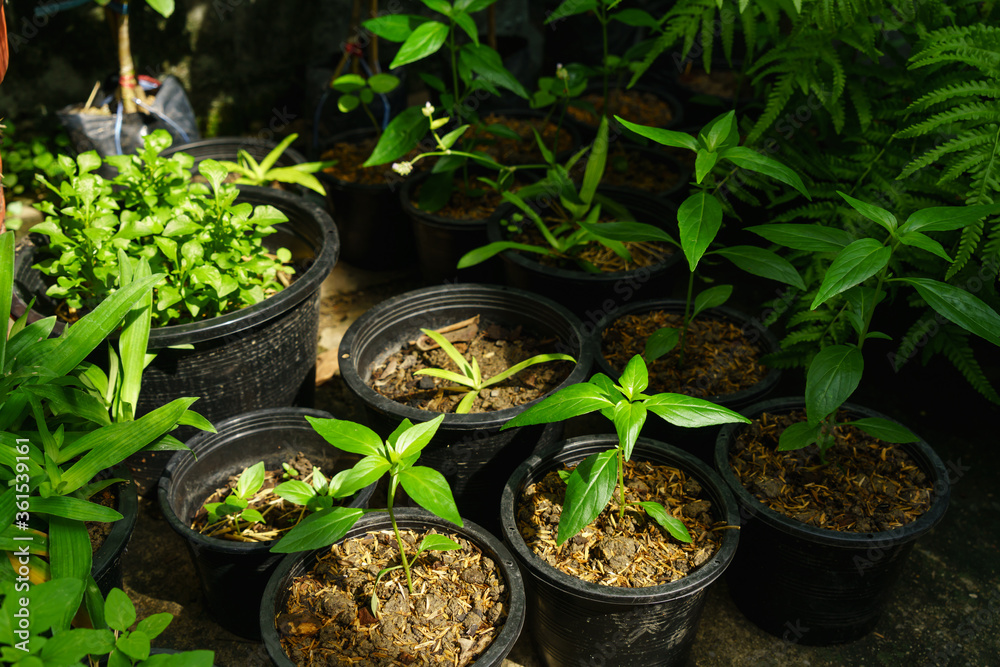 Andrographis paniculata, commonly known as creat or green chireta Stock ...