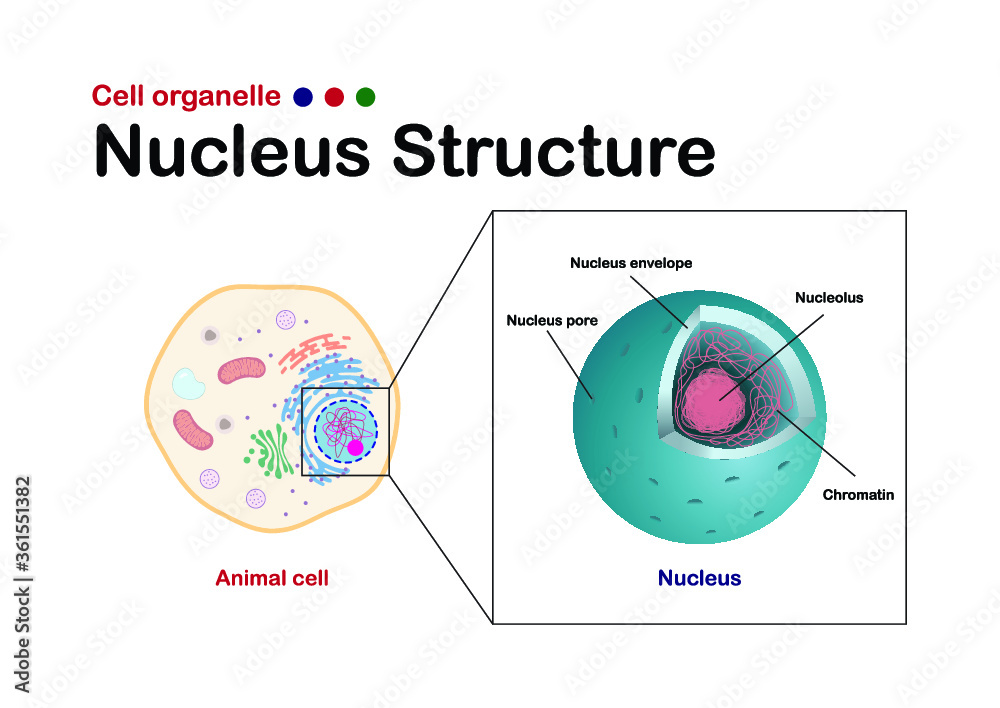 Biology diagram show infographic of nucleus, one of cell organelle with ...