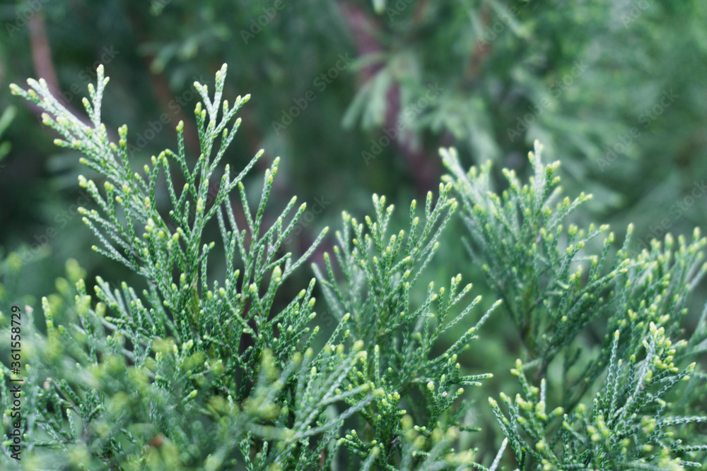 Conifer Thuja Orientalis: a close up of the immature seed cones. Thuja ...