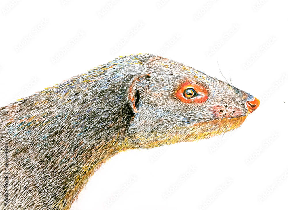 Invasive Species Small Indian Mongoose Colored Pencil Illustration ...