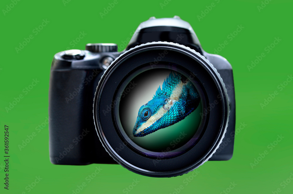 Focusing a monster lizard using the sharp lens and hi-end camera Stock ...