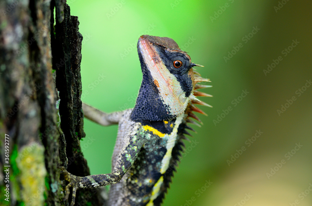 Greater spiny lizard, Acanthosaura armata, masked spiny lizard, tree ...