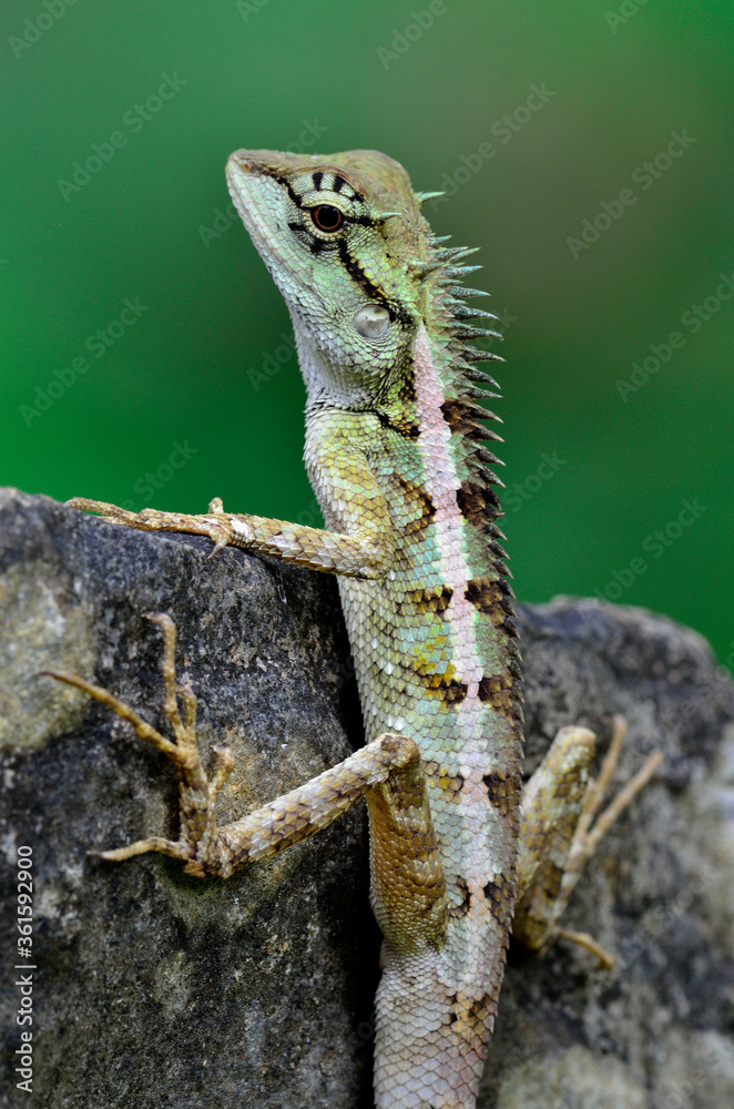 Green crested lizard, black face lizard, tree lizard,Boulenger Long ...