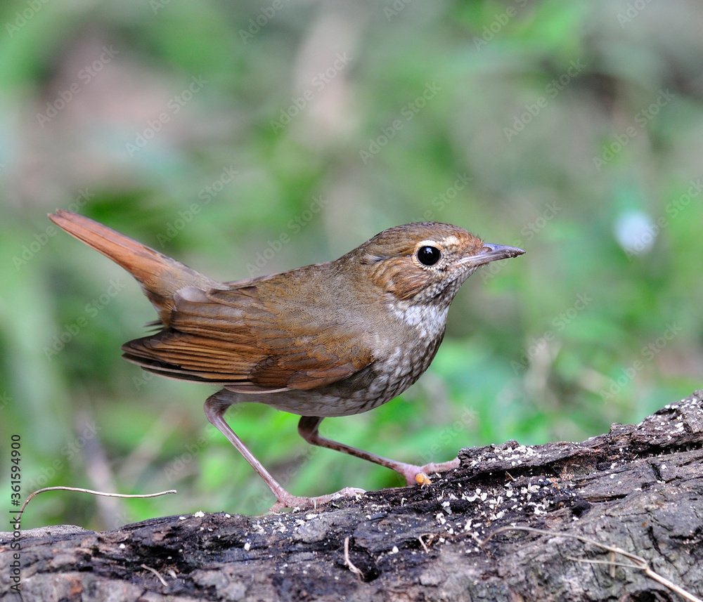 Rufous-tailed Robin (Luscinia sibilans) with details and red tail ...