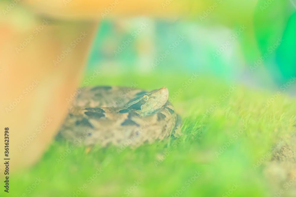 Malayan pit viper is a very toxic venom that affects the blood system ...