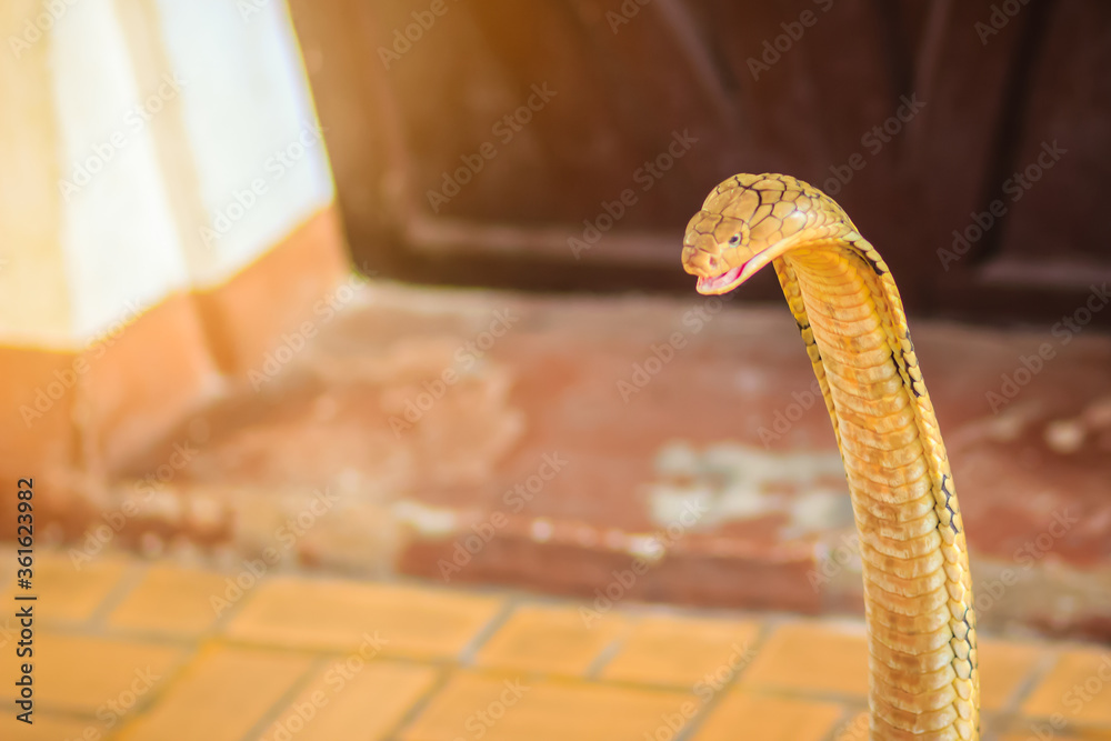 King cobra (Ophiophagus hannah) the world's largest venomous snake ...