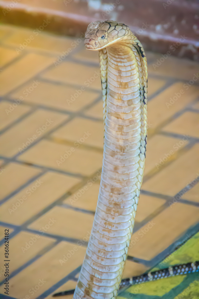 King cobra (Ophiophagus hannah) the world's largest venomous snake ...