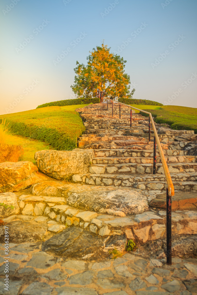 Beautiful landscape view of a Single Golden shower tree (Cassia fistula ...