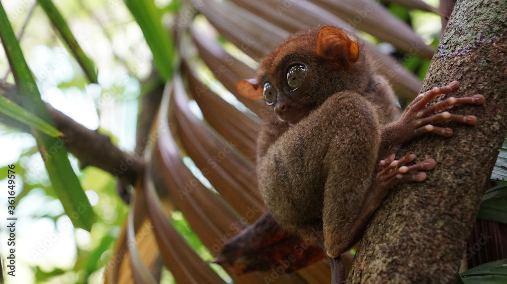 small furry tarsier from Bohol island in Phillipines seat on tree ...