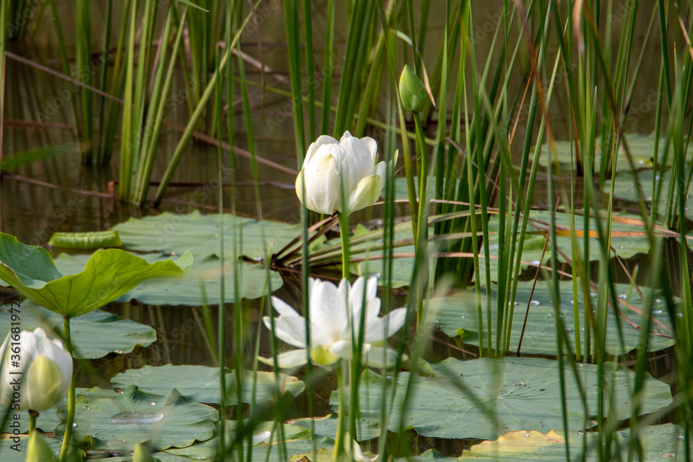 Lotus flower-a symbol of Buddhism Stock Photo | Adobe Stock