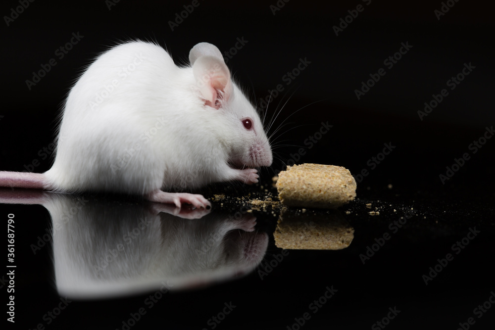white mouse eating food with black background Stock Photo | Adobe Stock