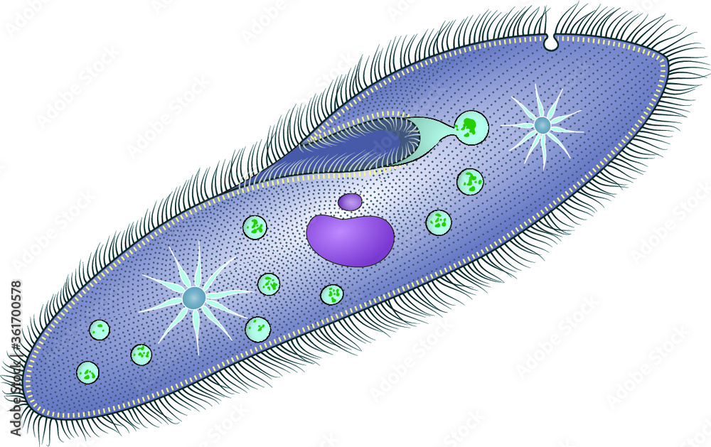 Structure of a paramecium Stock Vector | Adobe Stock