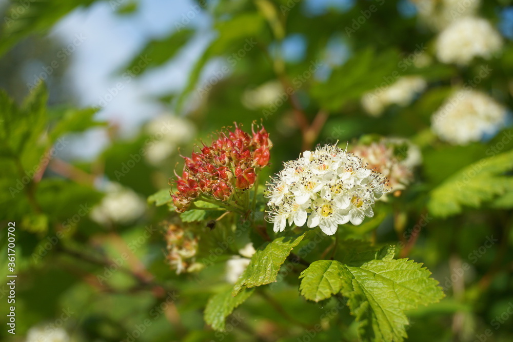 Flowering ninebark shrub close up. Physocarpus capitatus, commonly ...