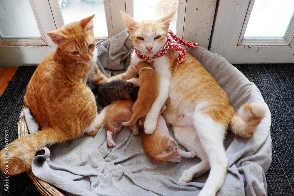 orange cat family lay down together in bamboo basket, mother cat, cat ...