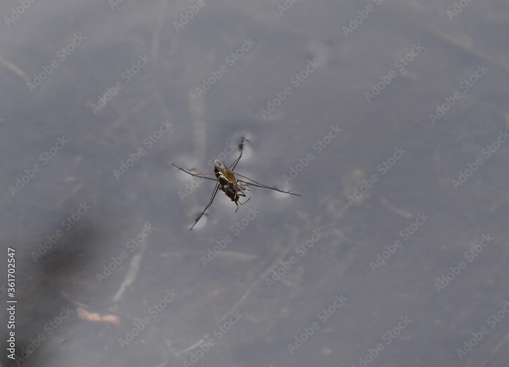 Water bug standing on the surface of the water in a lake. Brownish lake ...