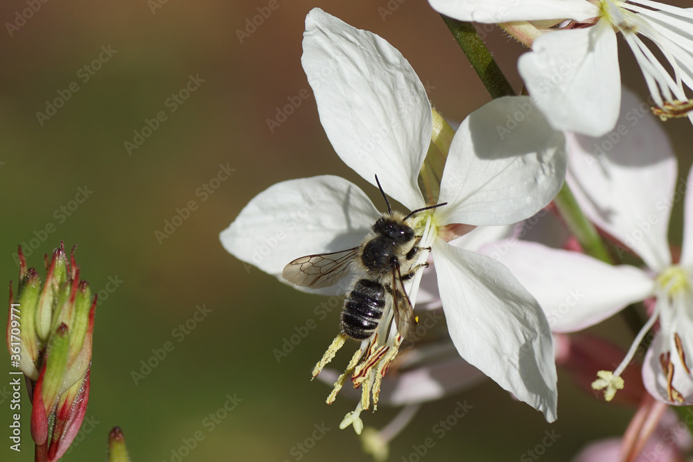 leafcutter bee (Megachile), family Megachilidae feeding on a flower of ...