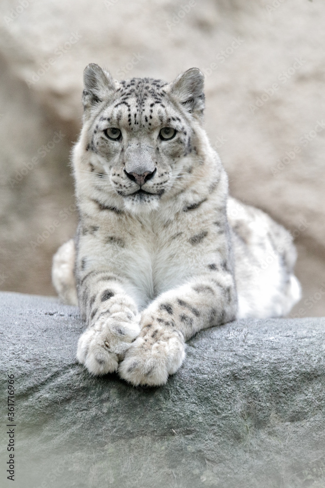 Face portrait of snow leopard with green vegation, Kashmir, India ...