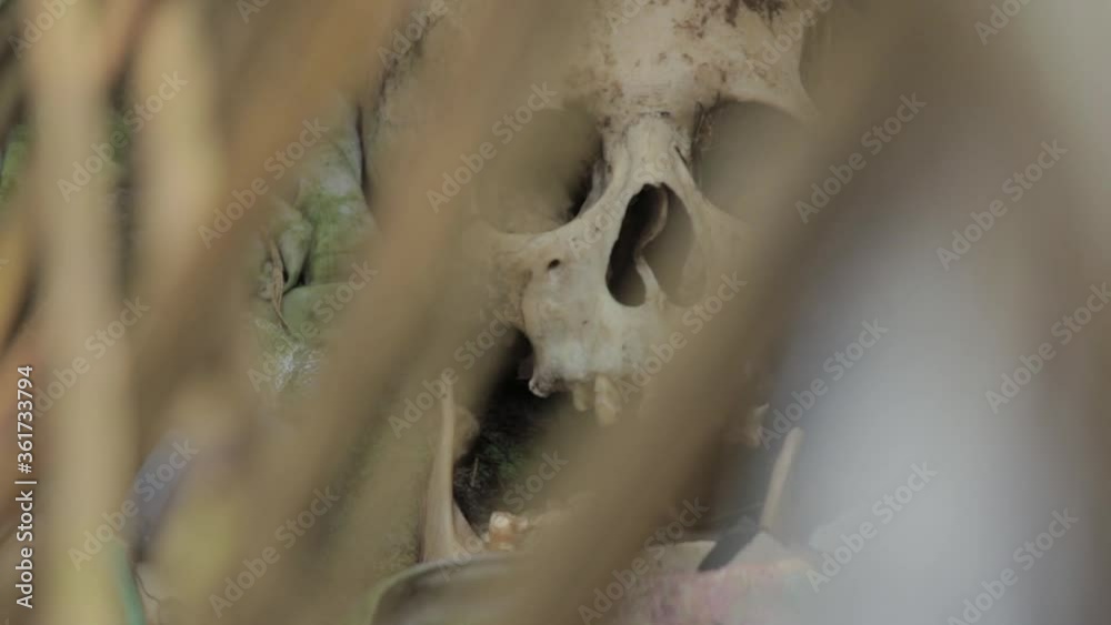 Bali Trunyan Terunyan Village Balinese Cemetary Skull Skulls Skeleton ...