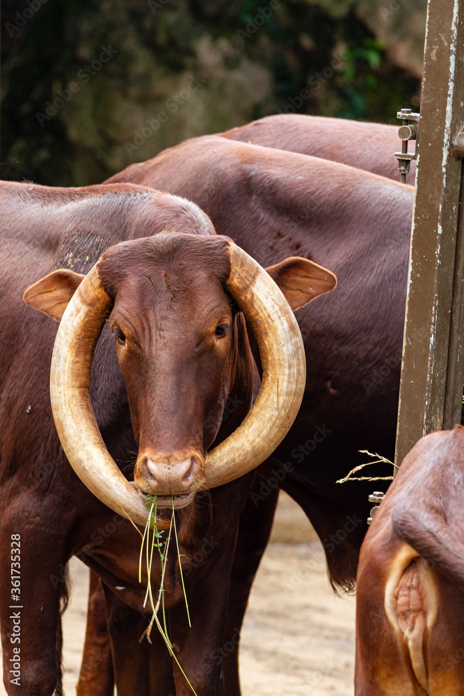 vaca con cuernos muy raros ó vaca watusi Stock Photo | Adobe Stock