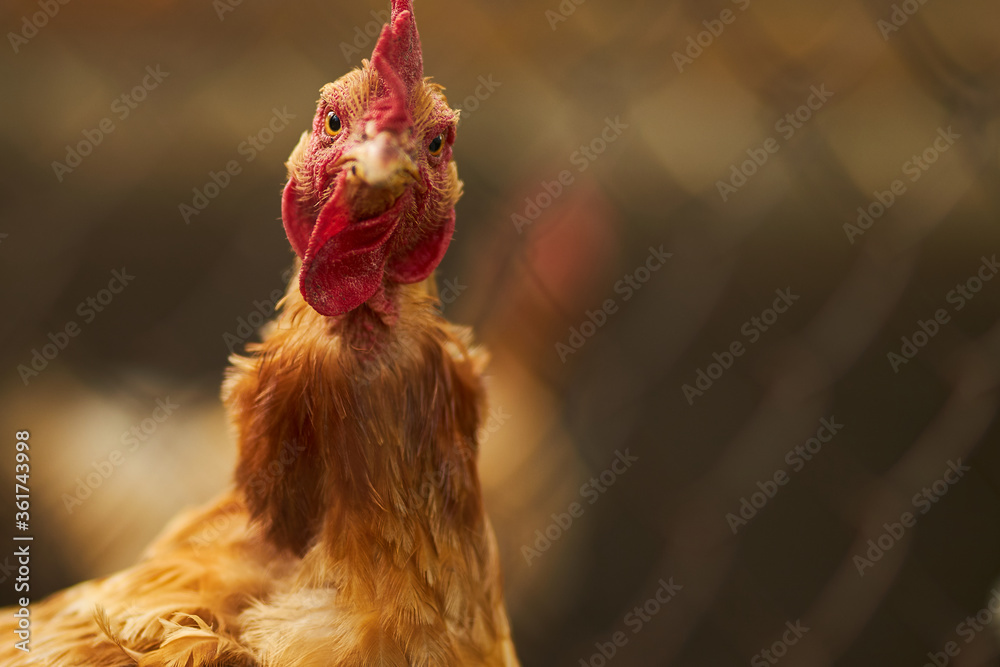 Portrait of a chicken with a surprised face. A hen. Agriculture. Stock ...
