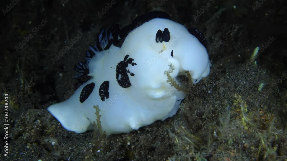 Nudibranch (sea slug) - Jorunna funebris feeding on seaweed in the ...