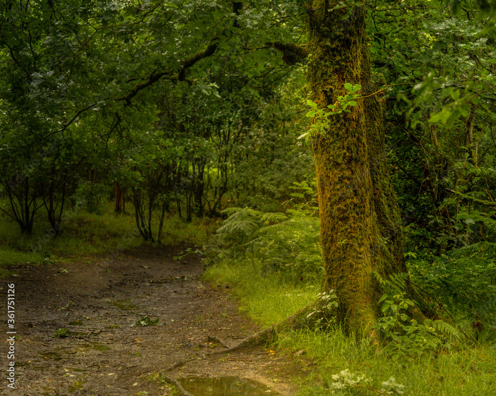 Forest photography at Darwen Forest near Blackburn. The huge bending ...
