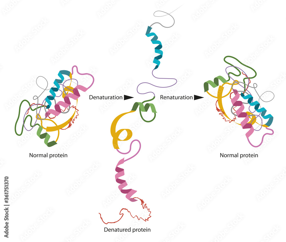 Structure of normal and disassembled protein Stock Illustration | Adobe ...