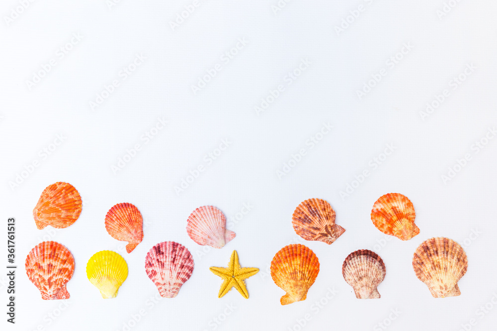 Multicolored ocean shells on a white background are located along the ...