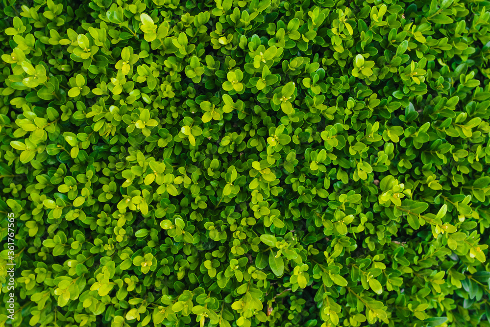 Texture, background of a green, flowering boxwood bush with round ...
