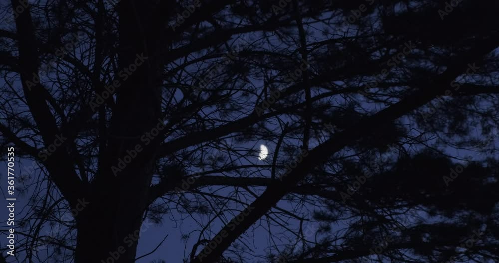 Month in dark Night Sky. Forest. Moon between Tree Branches in Forest ...