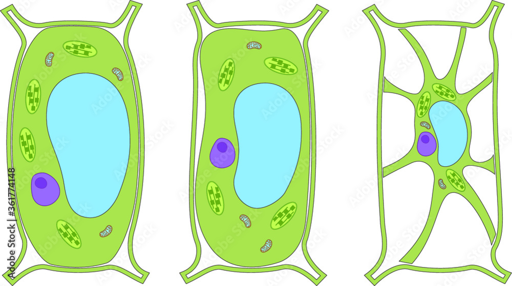 Plant Cell Loses Turgor Pressure Plasmolysis – Alles, was Sie über ...