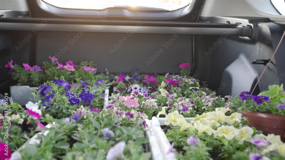 Vídeo do Stock: Garden boxes with young plants petunia seedlings in car ...