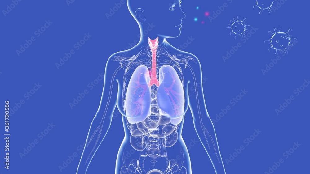 3d animation showing a virus entering the female body. Magnifying the ...