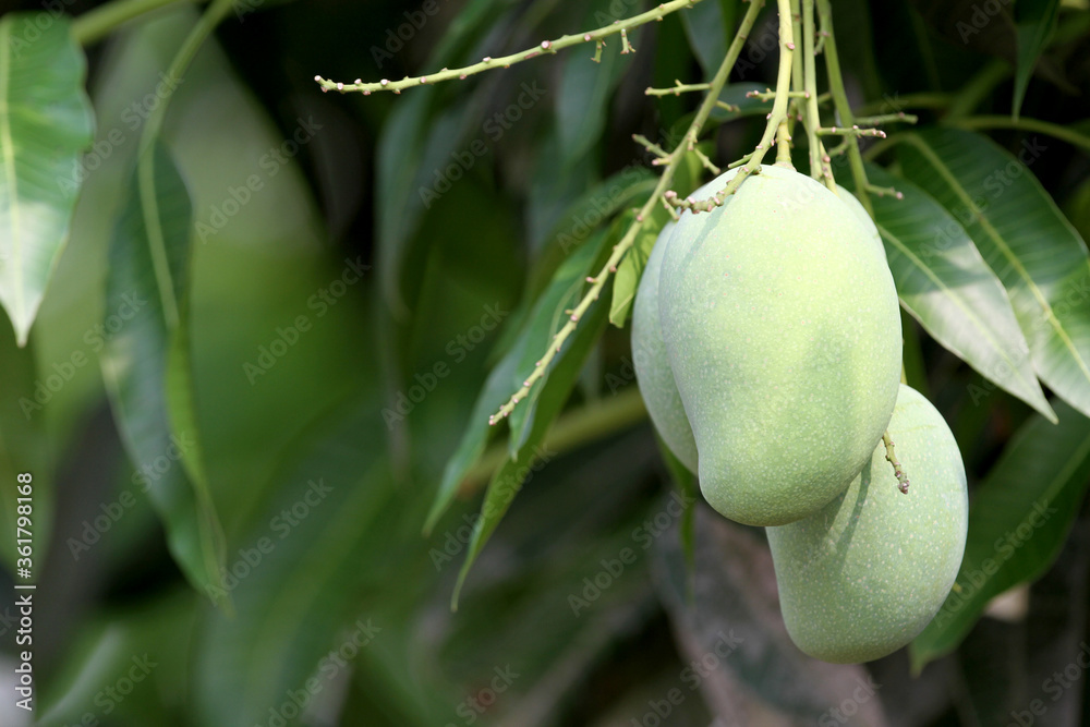 Mango or mangga. Tropical fruit. Still in a tree with leaves. Mangga is ...