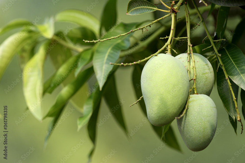 Mango or mangga. Tropical fruit. Still in a tree with leaves. Mangga is ...