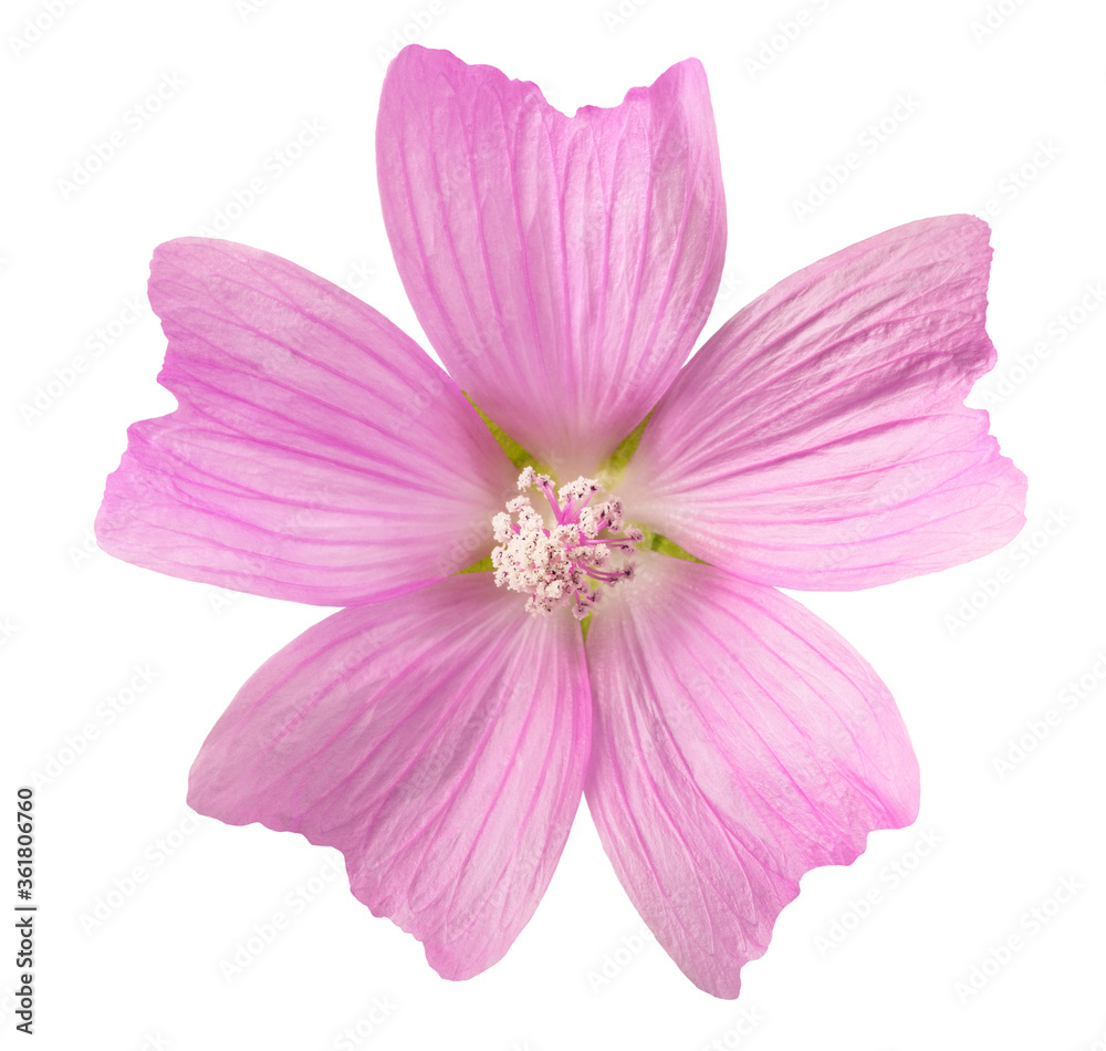 greater musk mallow Stock Photo | Adobe Stock