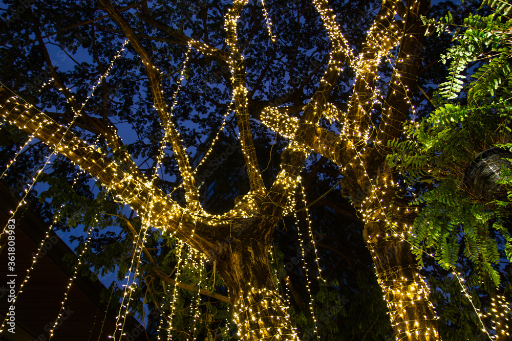 cable of string led lights on tree in the garden at night time used for ...