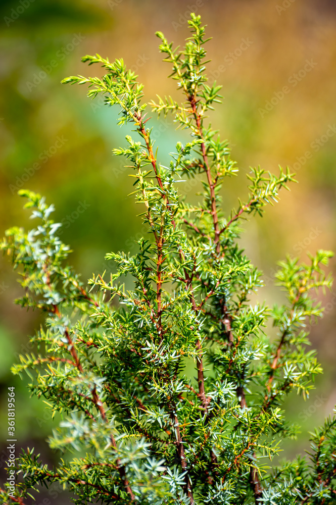 Botanical collection of medicinal plants and herbs, juniperus communis ...