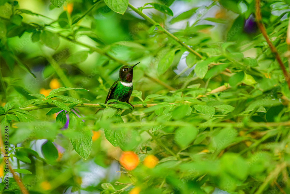 Solangel Gorgipúrpura / Gorgeted Sunangel / Heliangelus strophianus ...