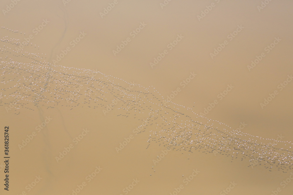 Foto de Aerial view of a flock of lesser flamingos over Lake Natron in ...