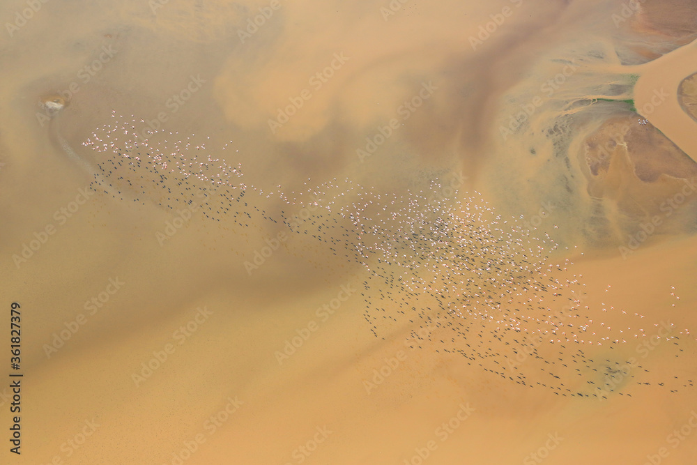 Aerial view of a flock of lesser flamingos over Lake Natron in the ...