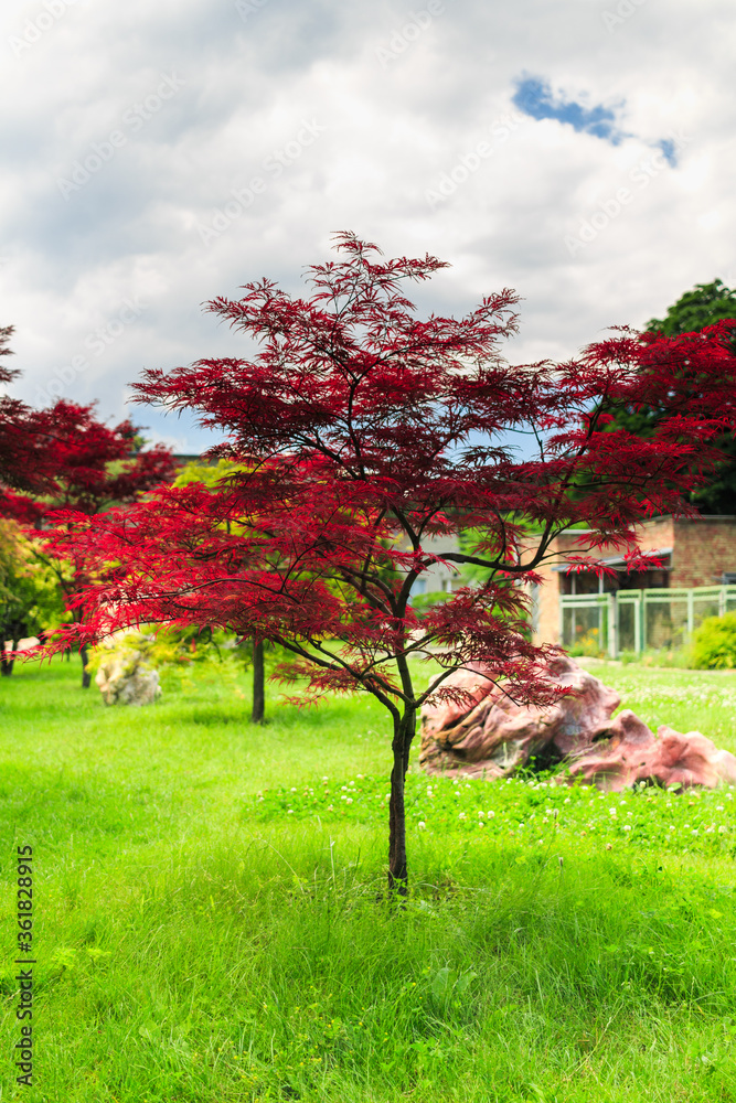 Beautiful tree with red leaves. Red maple tree. Botanical Garden ...