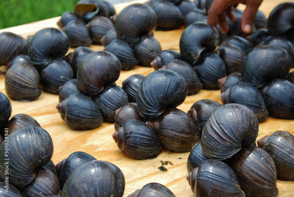 Black river conch on the wooden table ,trinidad and tobago.Pomacea ...