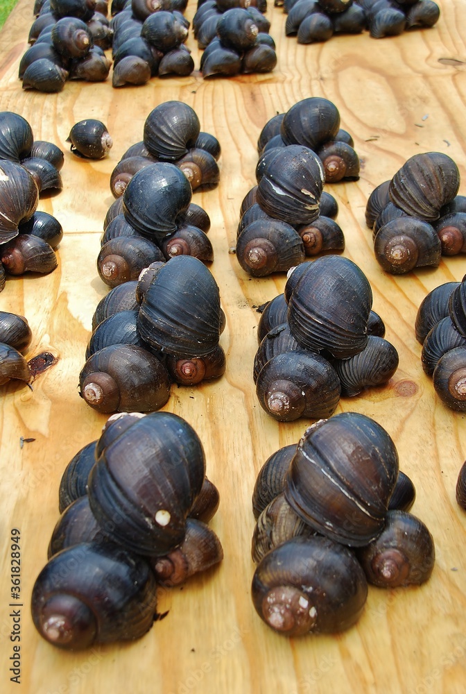 Black river conch on the wooden table ,trinidad and tobago.Pomacea ...