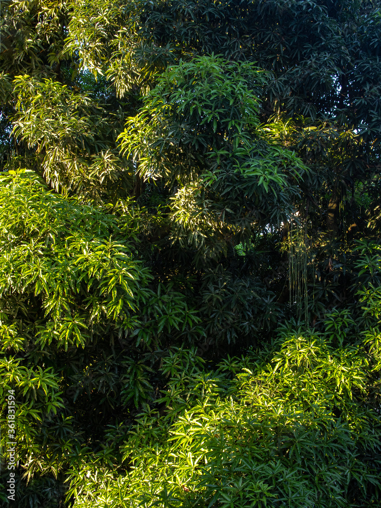 Large, tall and bulky mango tree (Mangifera indica), in the morning sun ...