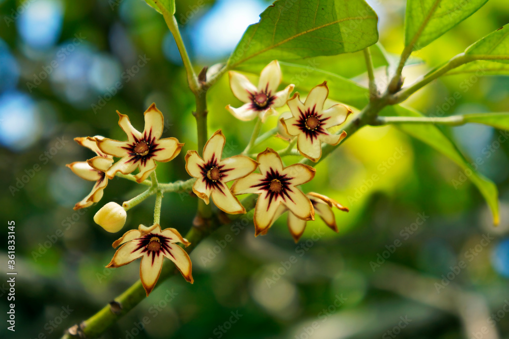 Kola tree flowers (Cola acuminata) Stock Photo | Adobe Stock